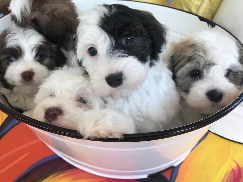 10 Commandments for Dogs - Heavenly Havanese